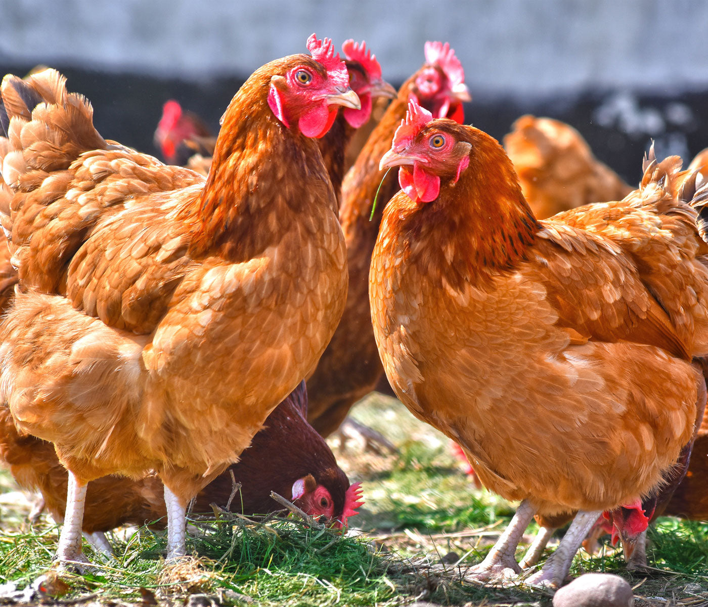 Cría de Gallinas – A toda huerta