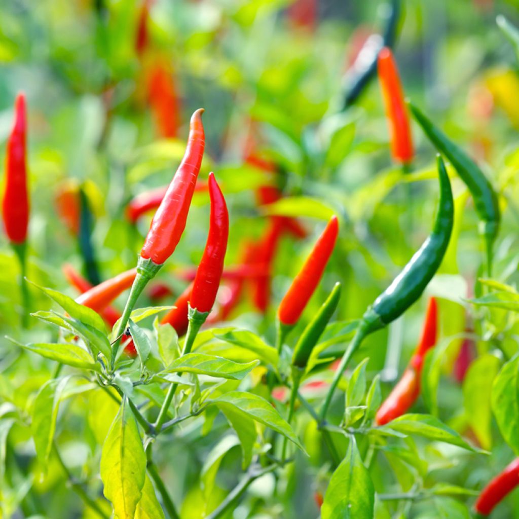 Planta de Ají Cayenne – A toda huerta