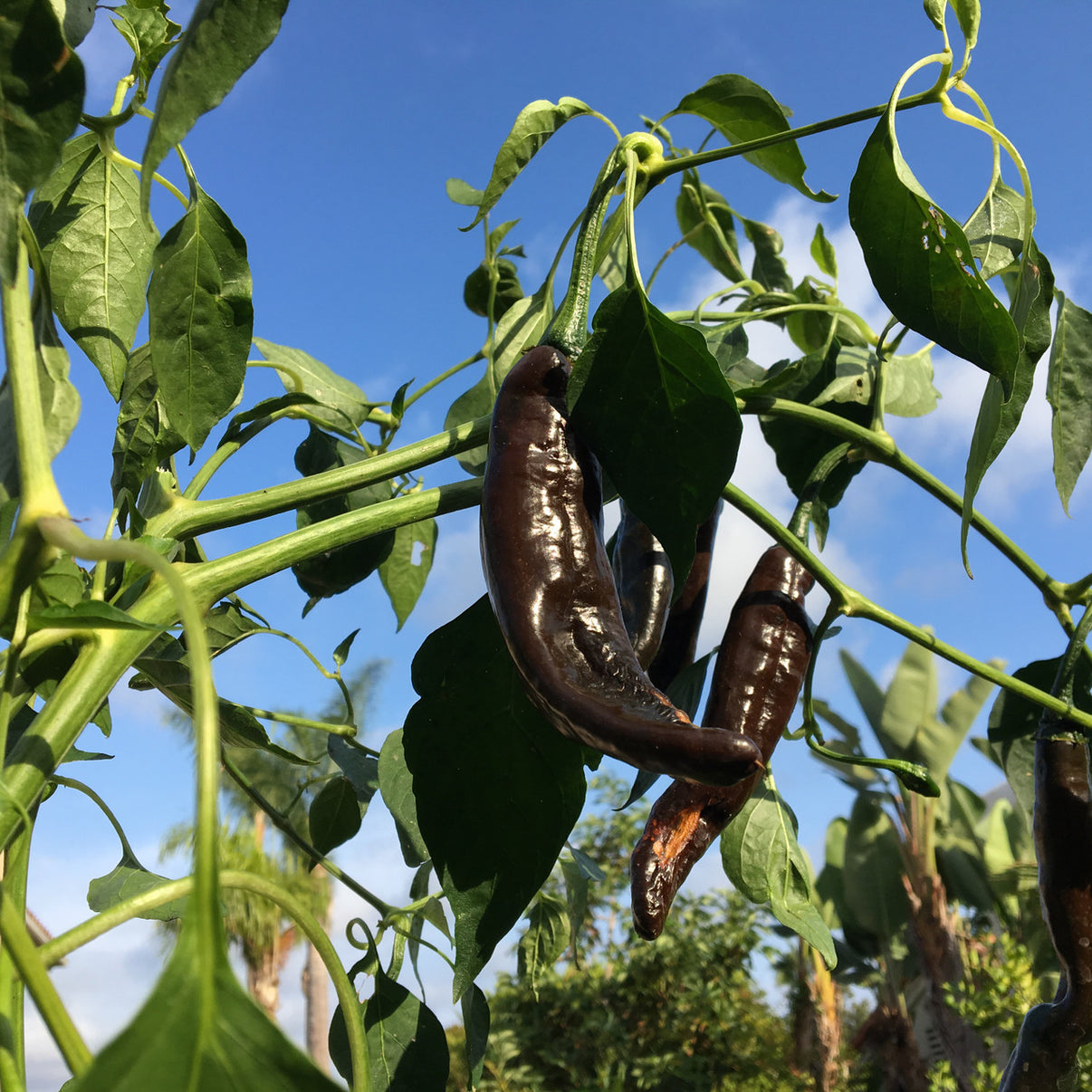 Planta de Ají Pasilla Bajio – A toda huerta